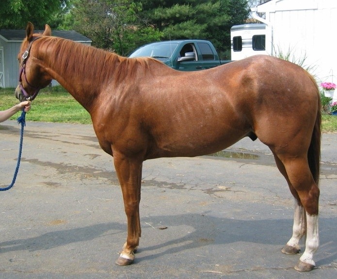 BALANCE Saddling - Functional saddling